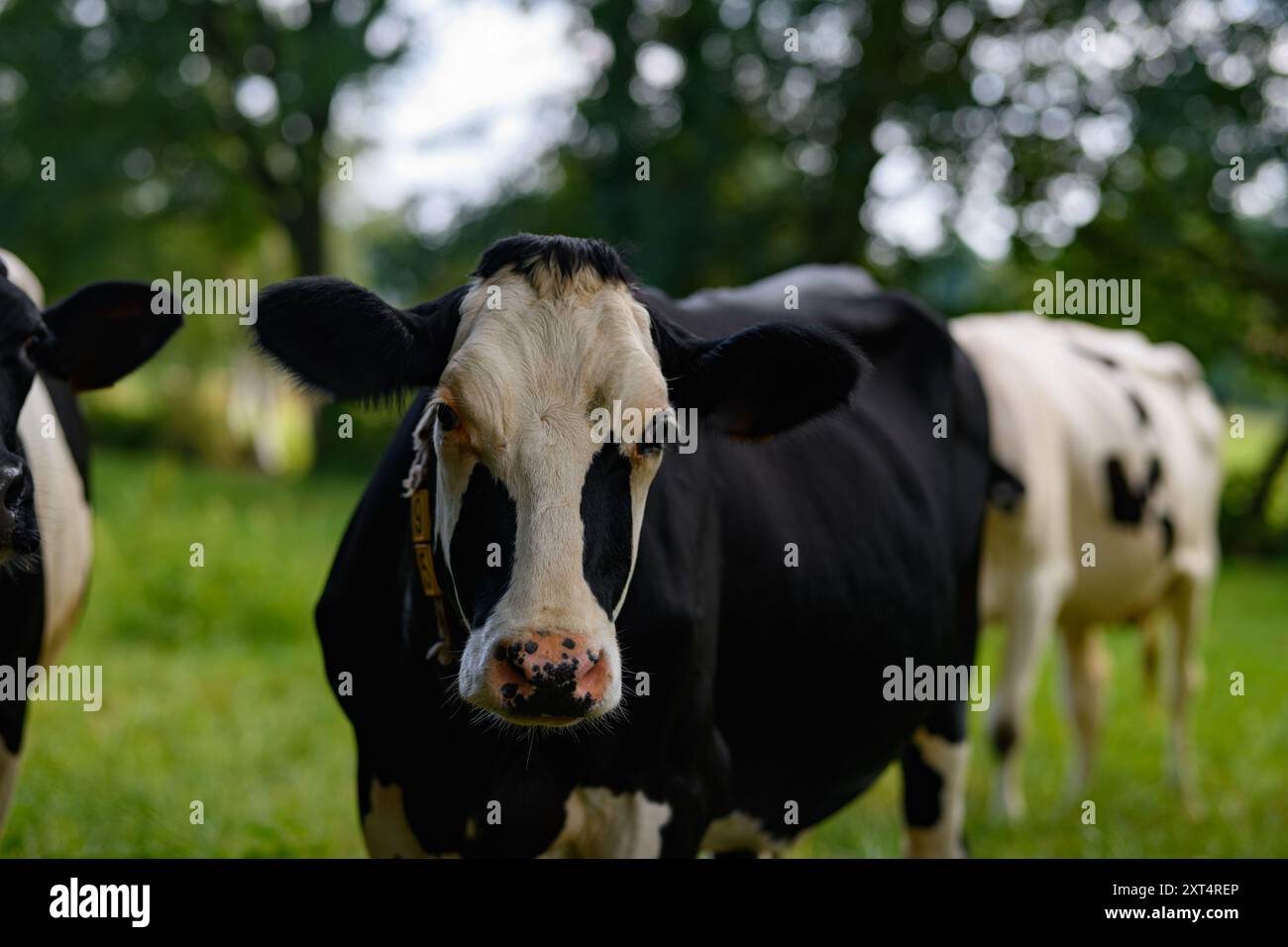 Holstein Cow herd. Cow herd at farm. Dairy cow herd in meadow. Cow ...