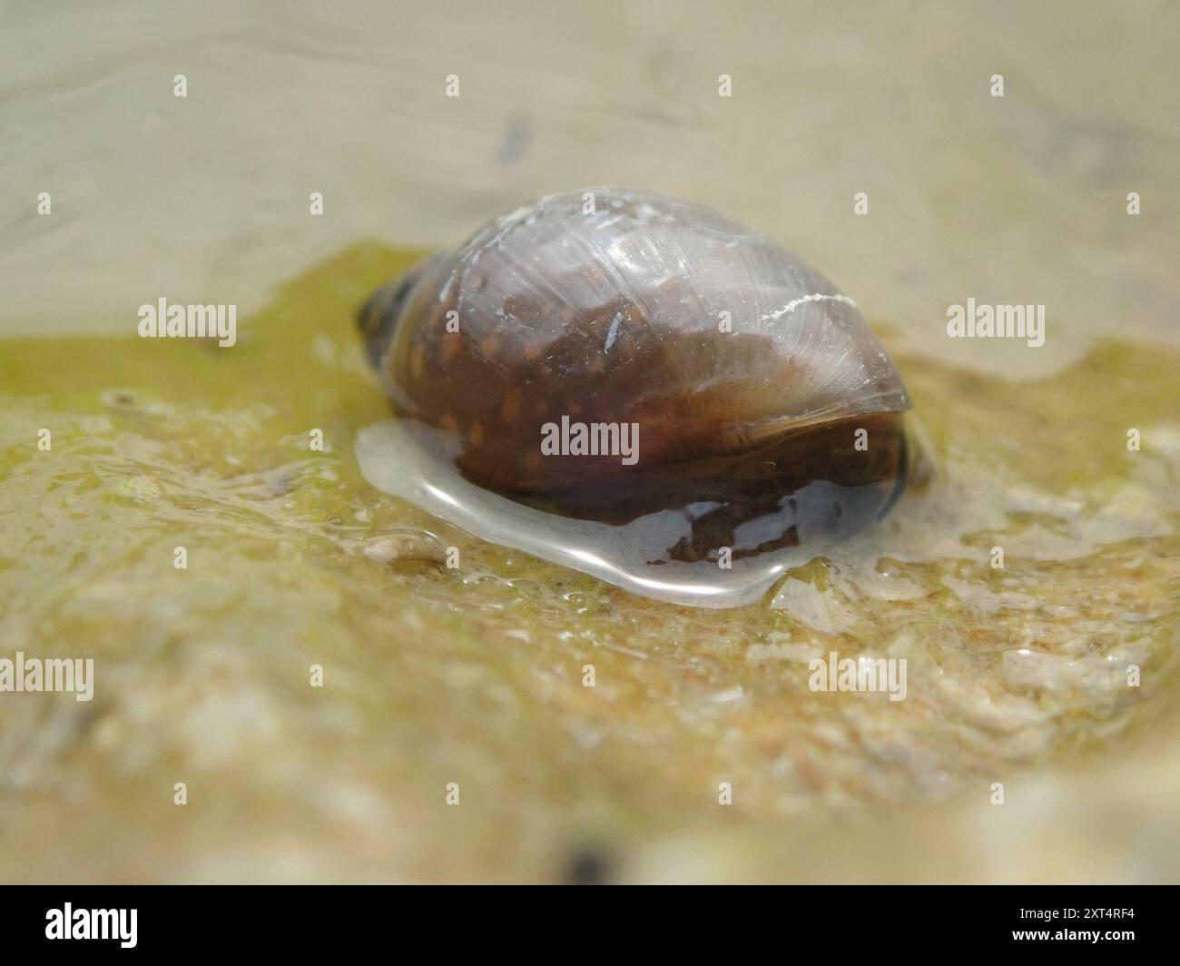 Acute Bladder Snail (Physella acuta) Mollusca Stock Photo - Alamy