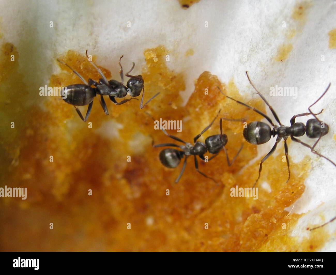 fusca-group Field Ants and Allies (Formica fusca) Insecta Stock Photo ...