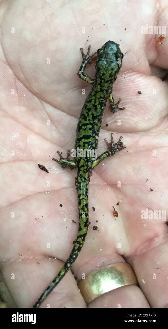 Green Salamander (Aneides aeneus) Amphibia Stock Photo - Alamy