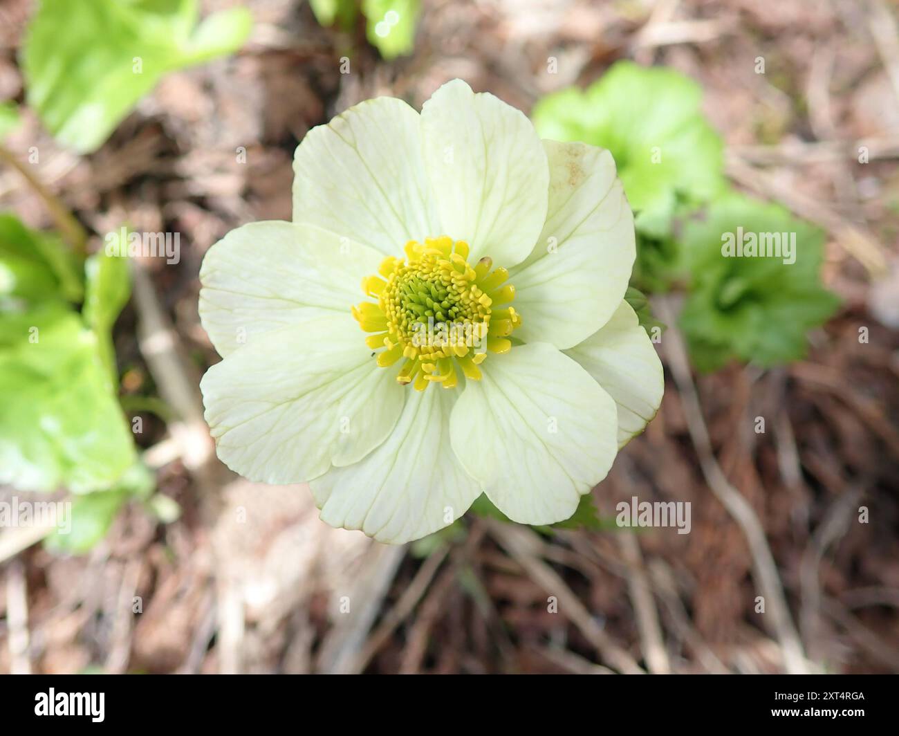 American Globeflower (Trollius laxus) Plantae Stock Photo - Alamy
