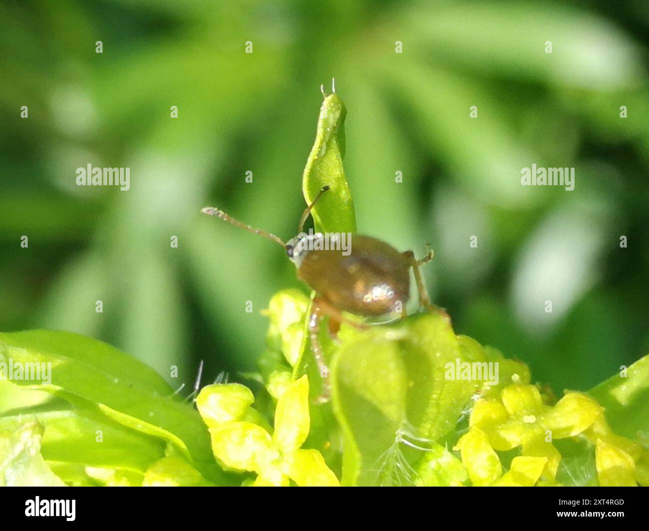 Brown Leaf Weevil (Phyllobius oblongus) Insecta Stock Photo - Alamy