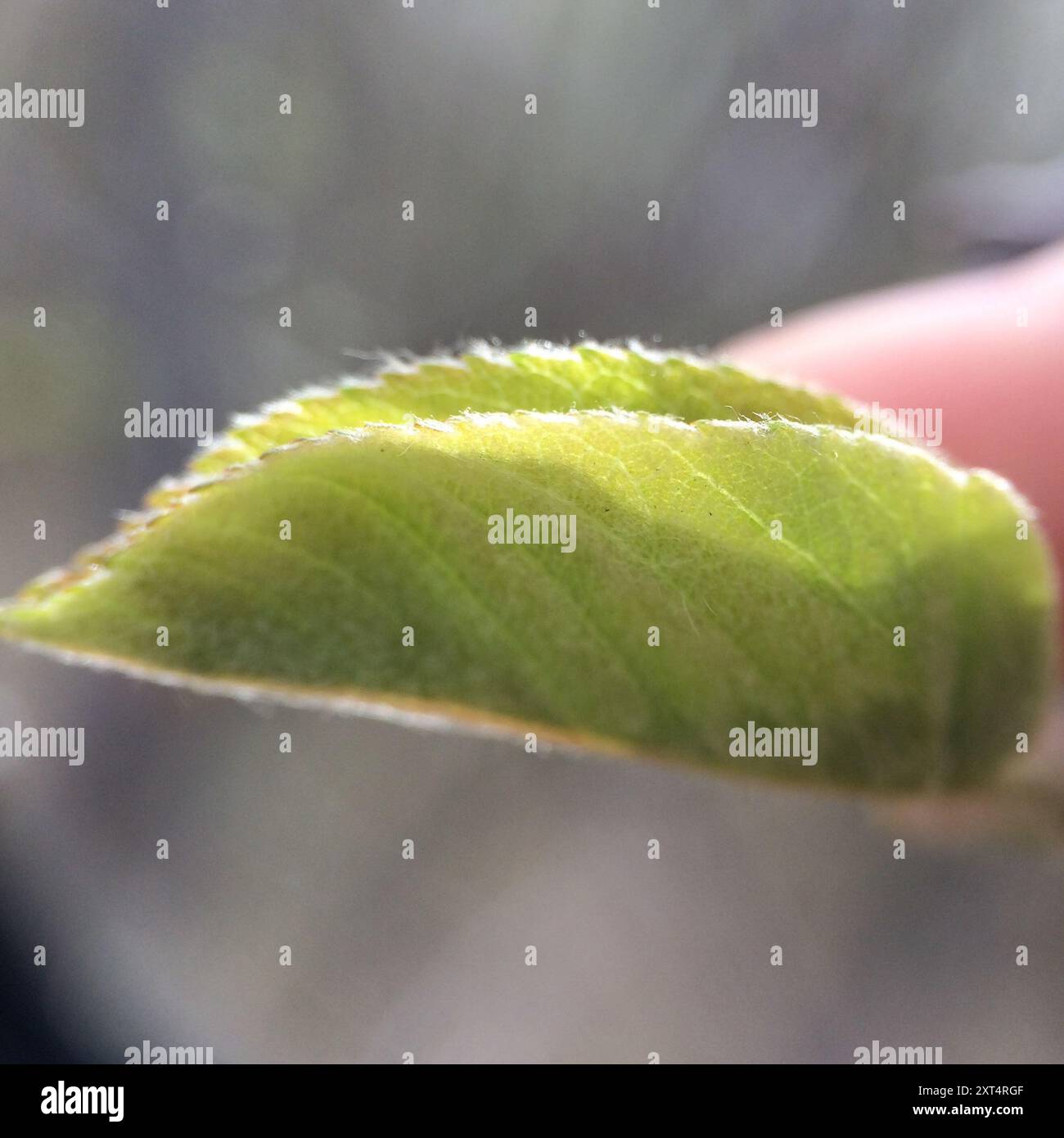 Running Serviceberry (Amelanchier stolonifera) Plantae Stock Photo - Alamy