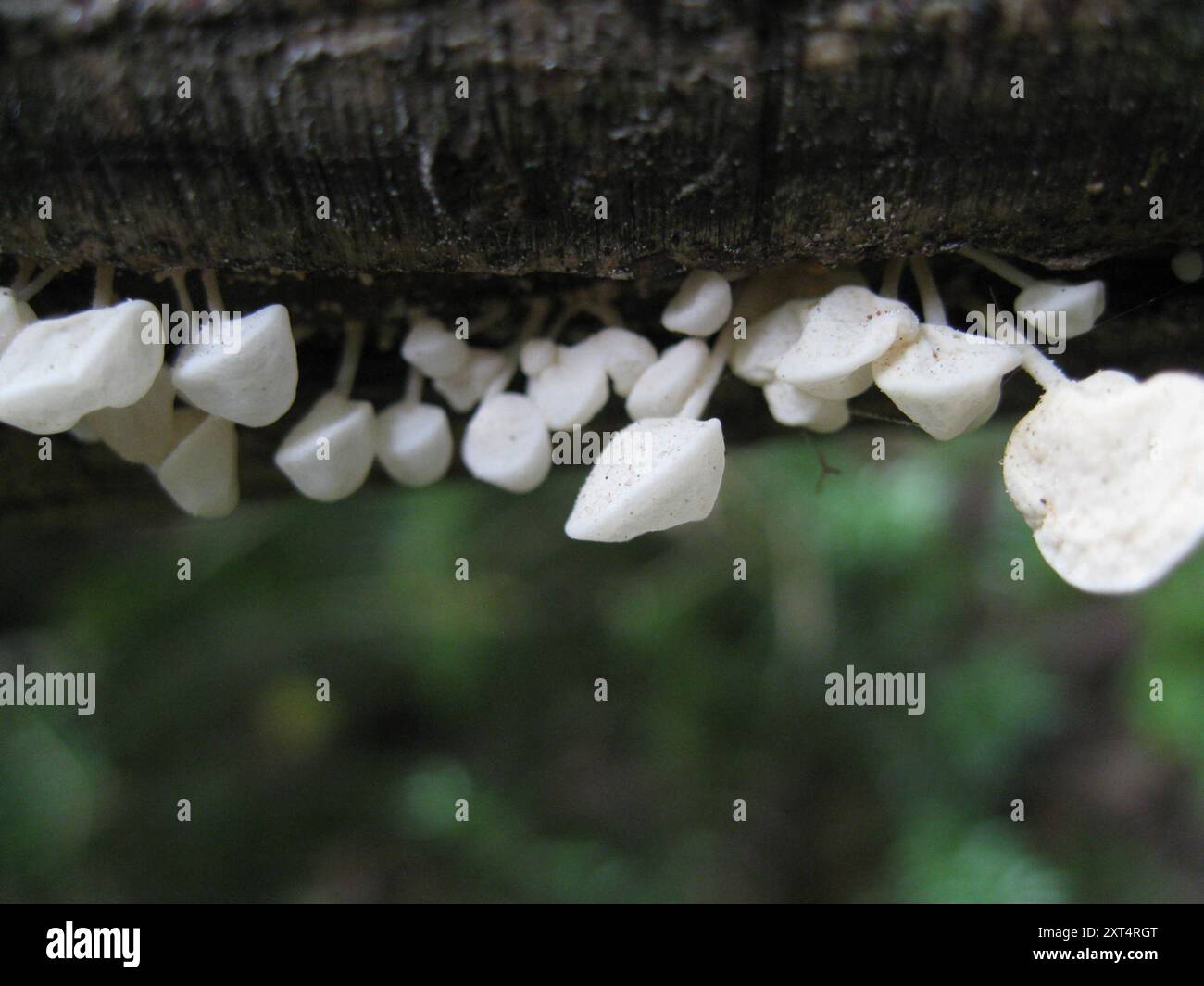 bladder stalks (Physalacria inflata) Fungi Stock Photo - Alamy