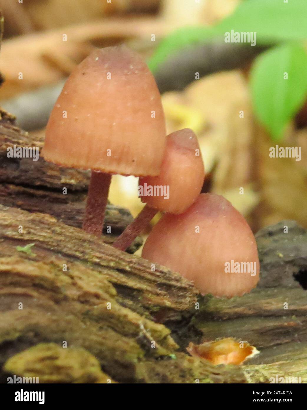 Bleeding Fairy Helmet (Mycena haematopus) Fungi Stock Photo - Alamy