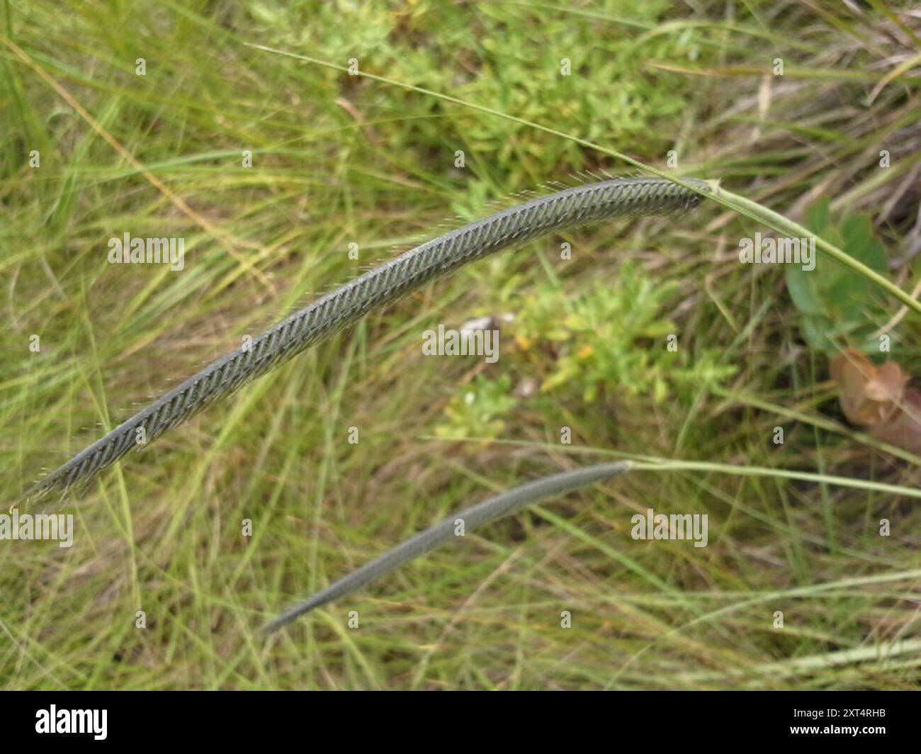 Sickle Grass (Ctenium concinnum) Plantae Stock Photo - Alamy