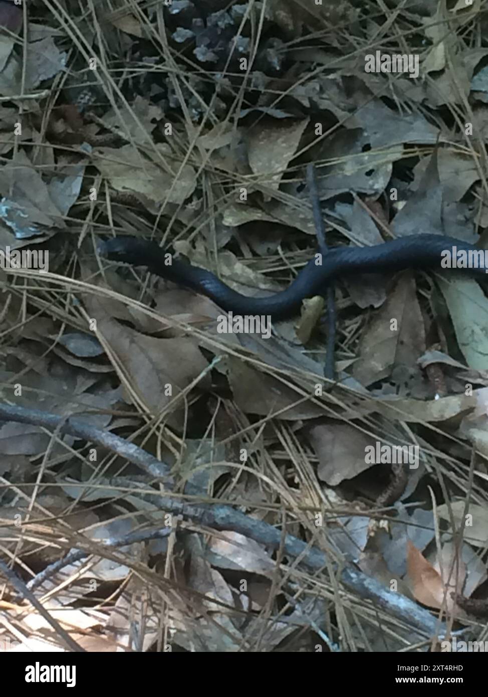 Southern Black Racer (Coluber constrictor priapus) Reptilia Stock Photo ...