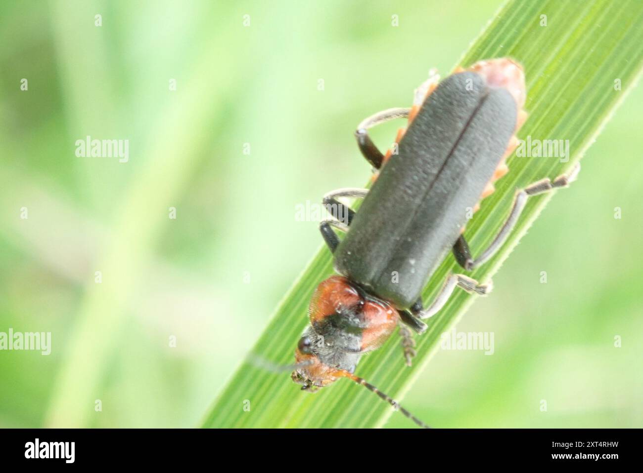 Dark Sailor Beetle (Cantharis fusca) Insecta Stock Photo - Alamy