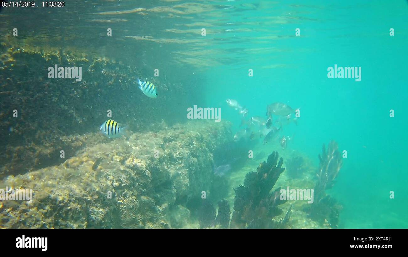 Atlantic Sergeant Major (Abudefduf saxatilis) Actinopterygii Stock ...