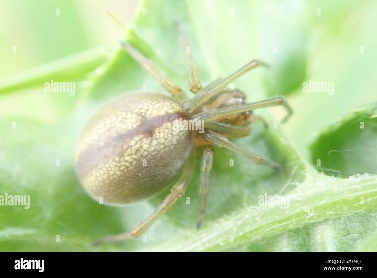 Longlegged Sac Spiders (Cheiracanthium) Arachnida Stock Photo - Alamy