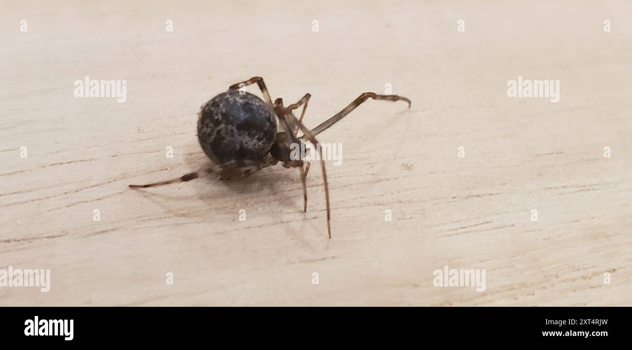 Common House Spider (Parasteatoda tepidariorum) Arachnida Stock Photo ...