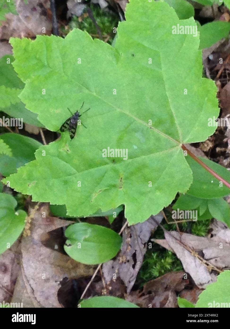 Common Snipe Fly (Rhagio mystaceus) Insecta Stock Photo - Alamy