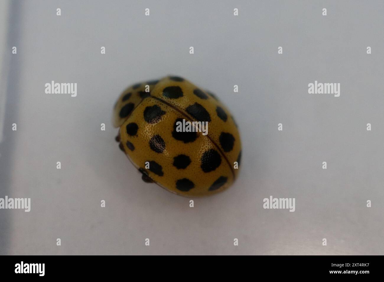22-spot Ladybird (Psyllobora vigintiduopunctata) Insecta Stock Photo ...