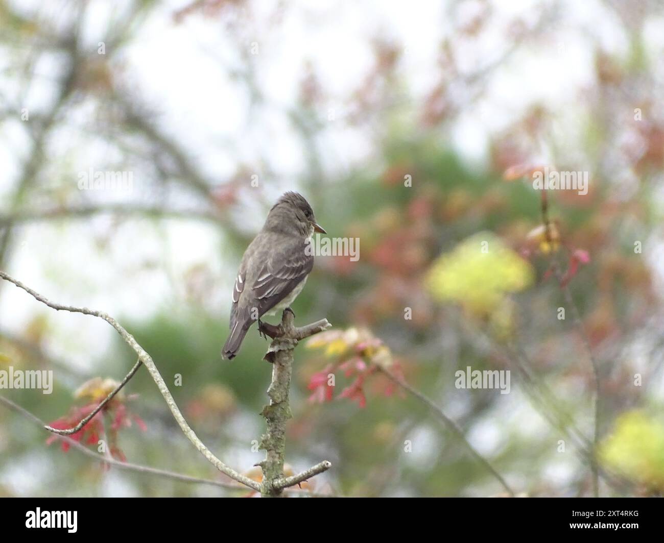 Olive-sided Flycatcher (Contopus cooperi) Aves Stock Photo - Alamy