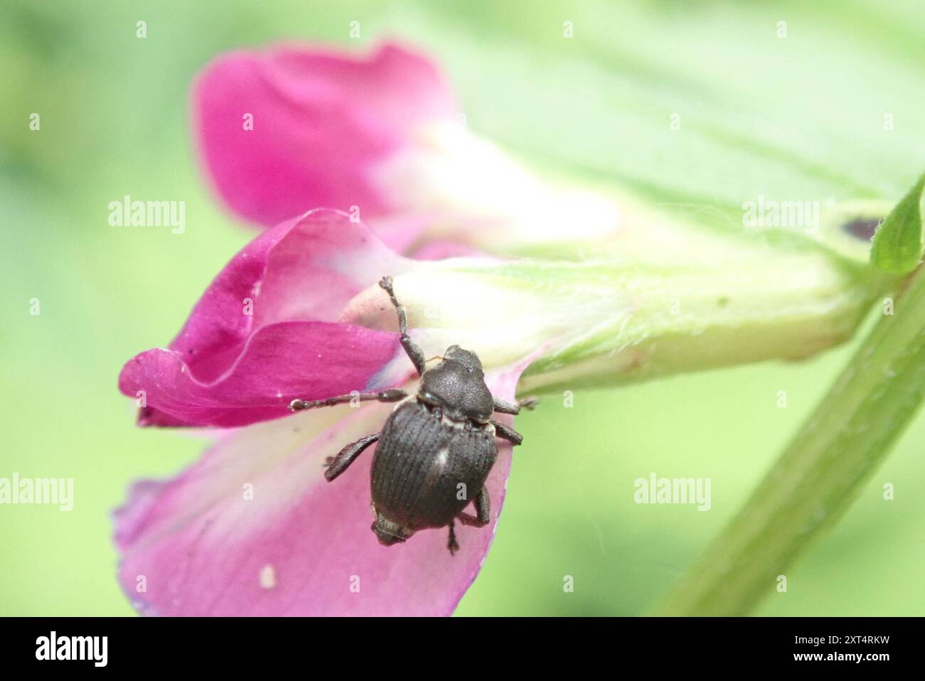 Iris weevil (Mononychus punctumalbum) Insecta Stock Photo - Alamy
