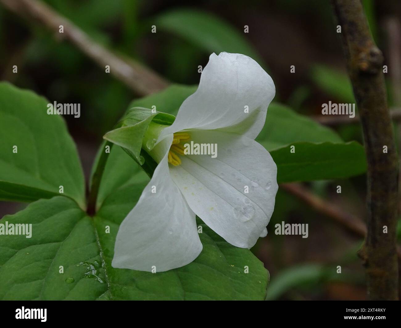 large white trillium (Trillium grandiflorum) Plantae Stock Photo - Alamy