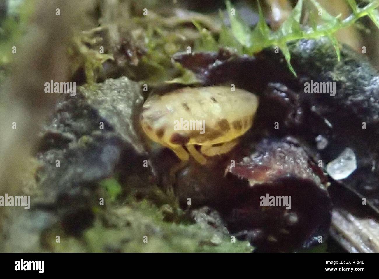 Spittlebugs and Froghoppers (Cercopoidea) Insecta Stock Photo - Alamy