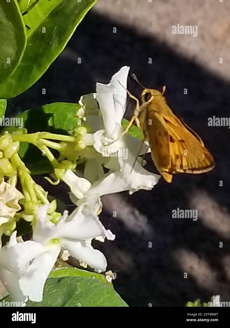 Fiery Skipper (Hylephila phyleus) Insecta Stock Photo - Alamy