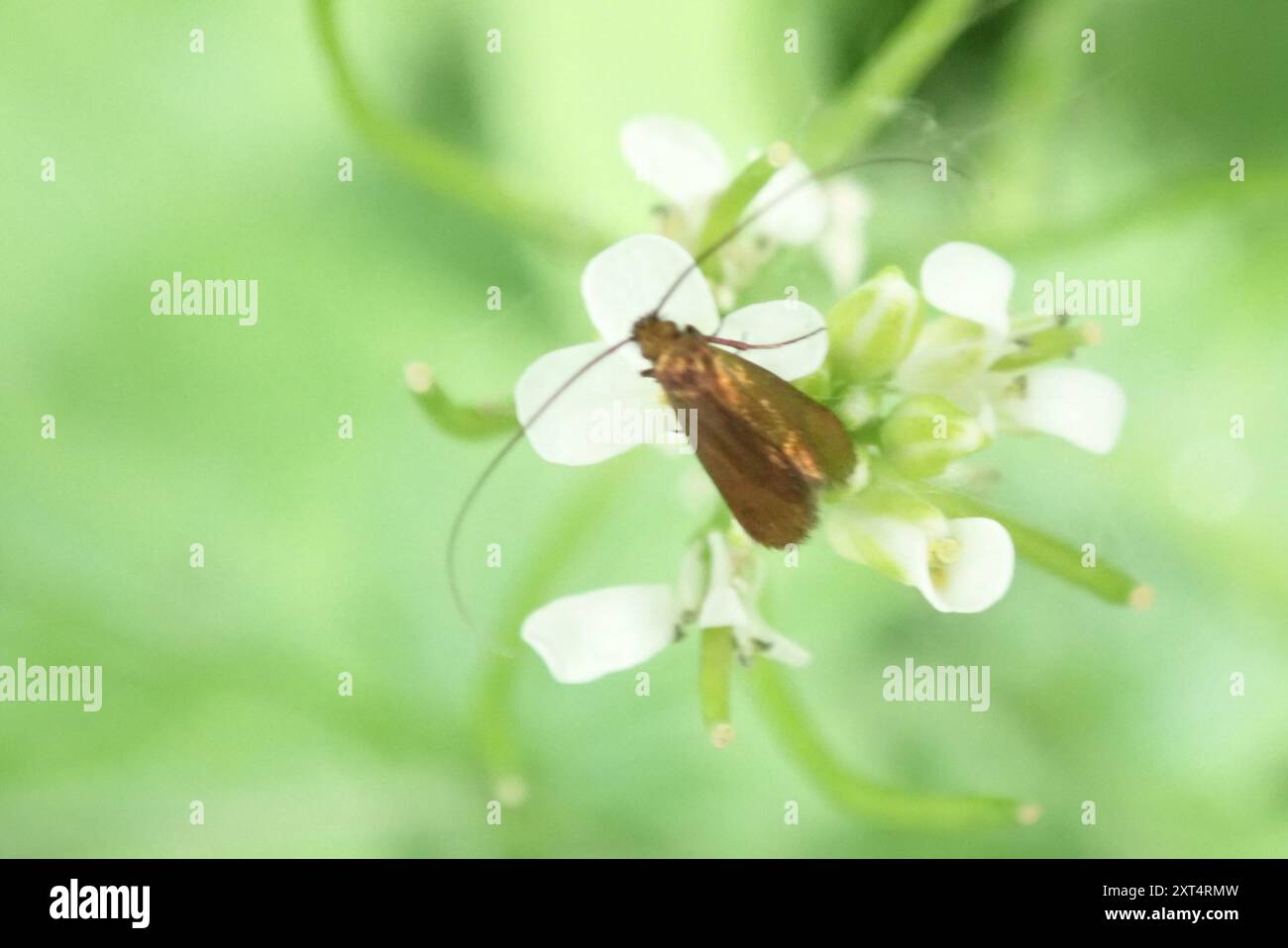 Meadow Longhorn (Cauchas rufimitrella) Insecta Stock Photo - Alamy