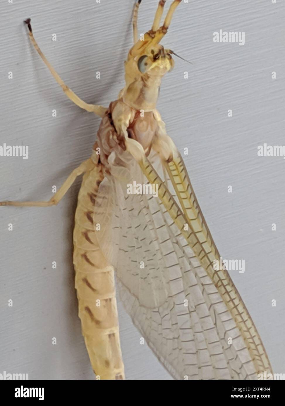 Giant Mayfly (Hexagenia limbata) Insecta Stock Photo - Alamy