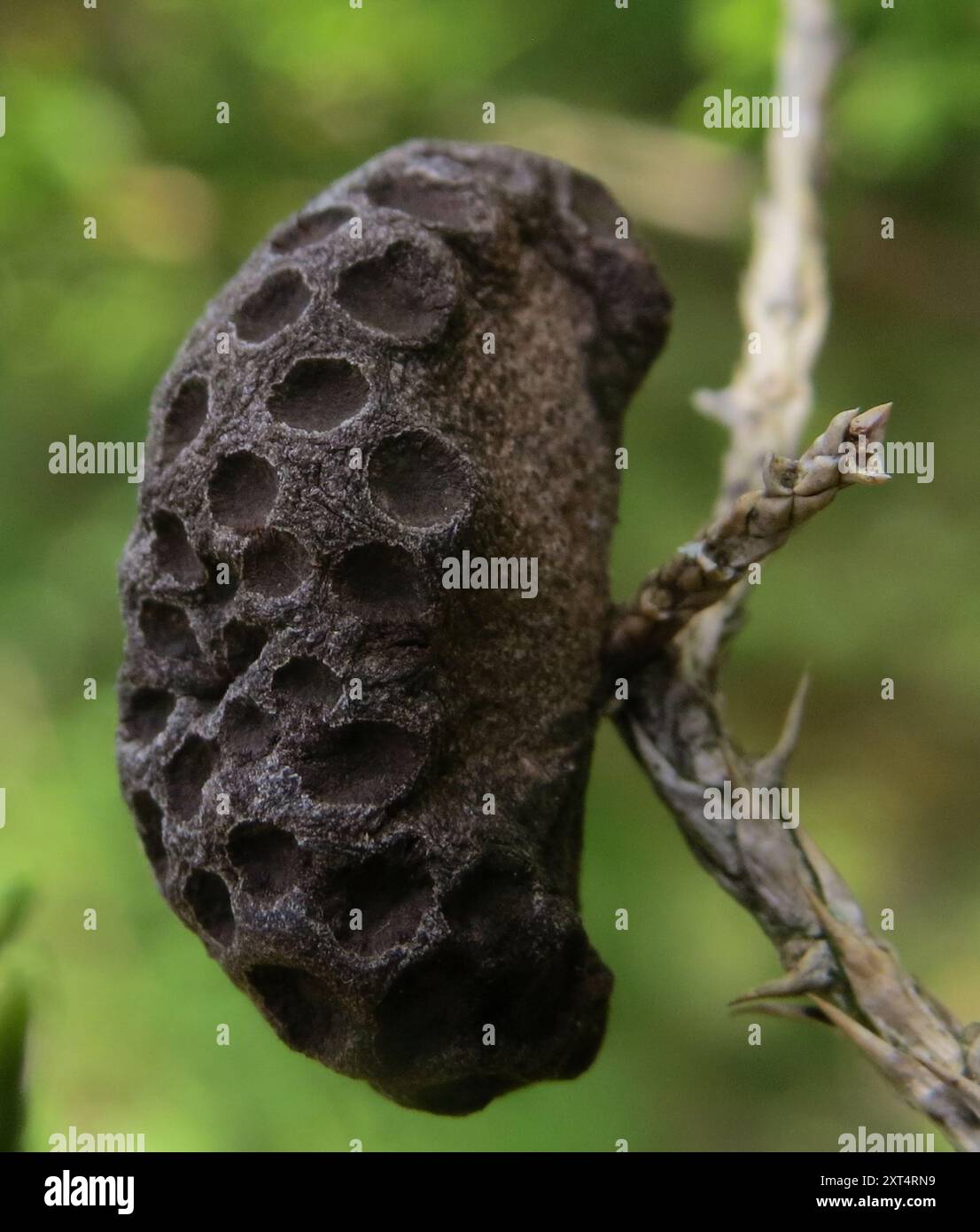 juniper-apple rust (Gymnosporangium juniperi-virginianae) Fungi Stock ...