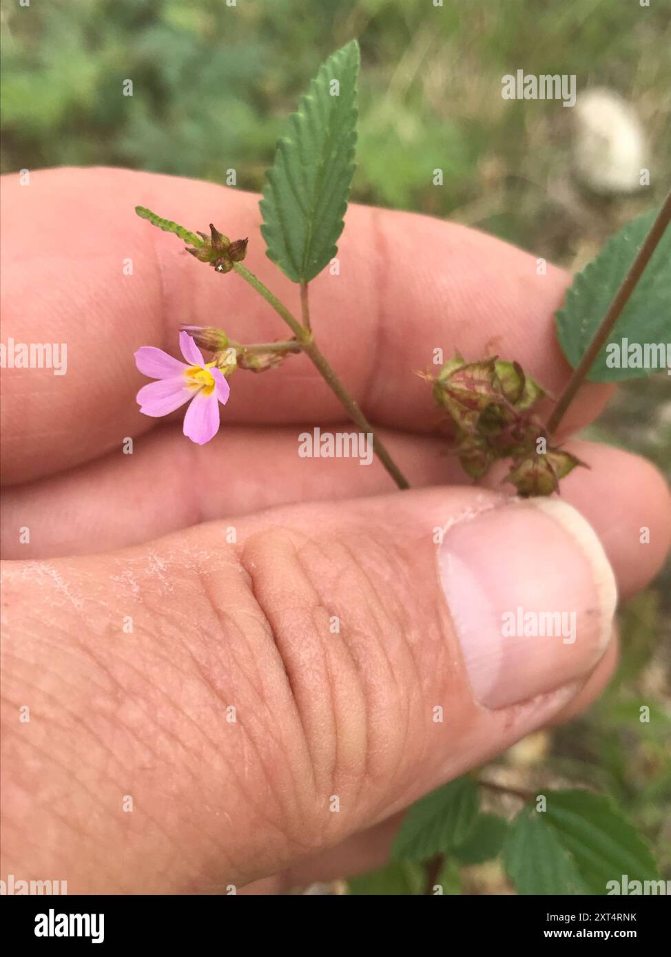 Pyramid Flower (Melochia pyramidata) Plantae Stock Photo - Alamy