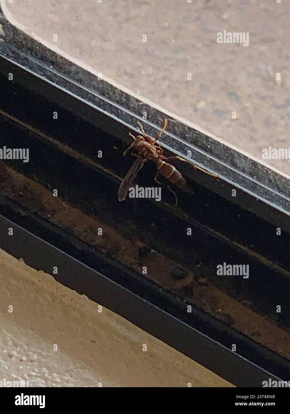 Arizona Paper Wasp (Polistes arizonensis) Insecta Stock Photo - Alamy