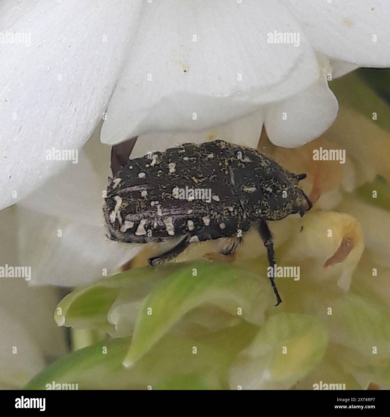 Mediterranean Spotted Chafer (Oxythyrea funesta) Insecta Stock Photo ...