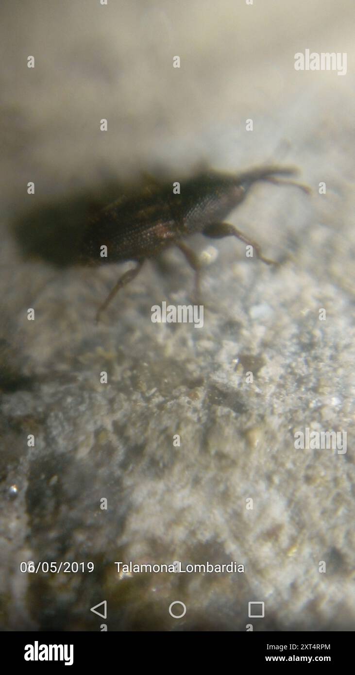 Grain Weevils (Sitophilus) Insecta Stock Photo - Alamy