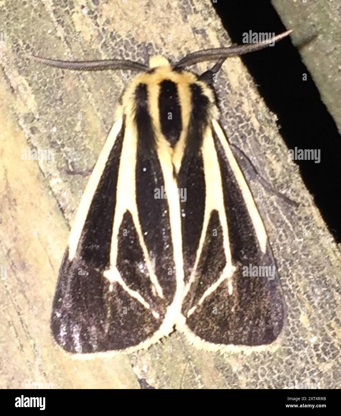 Nais Tiger Moth (Apantesis nais) Insecta Stock Photo - Alamy