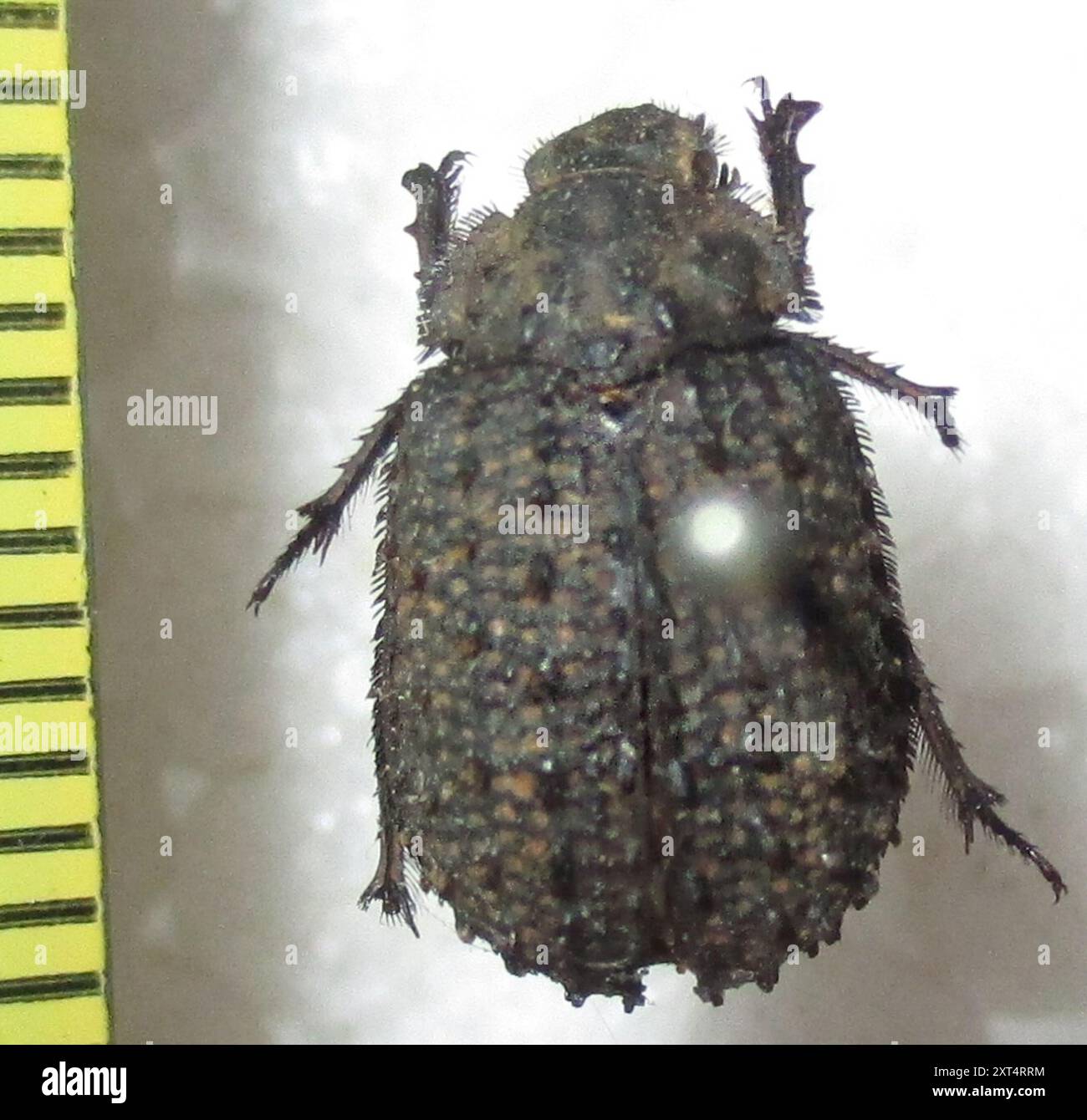 Eastern Highland Keratin Beetle (Phoberus lilianae) Insecta Stock Photo ...