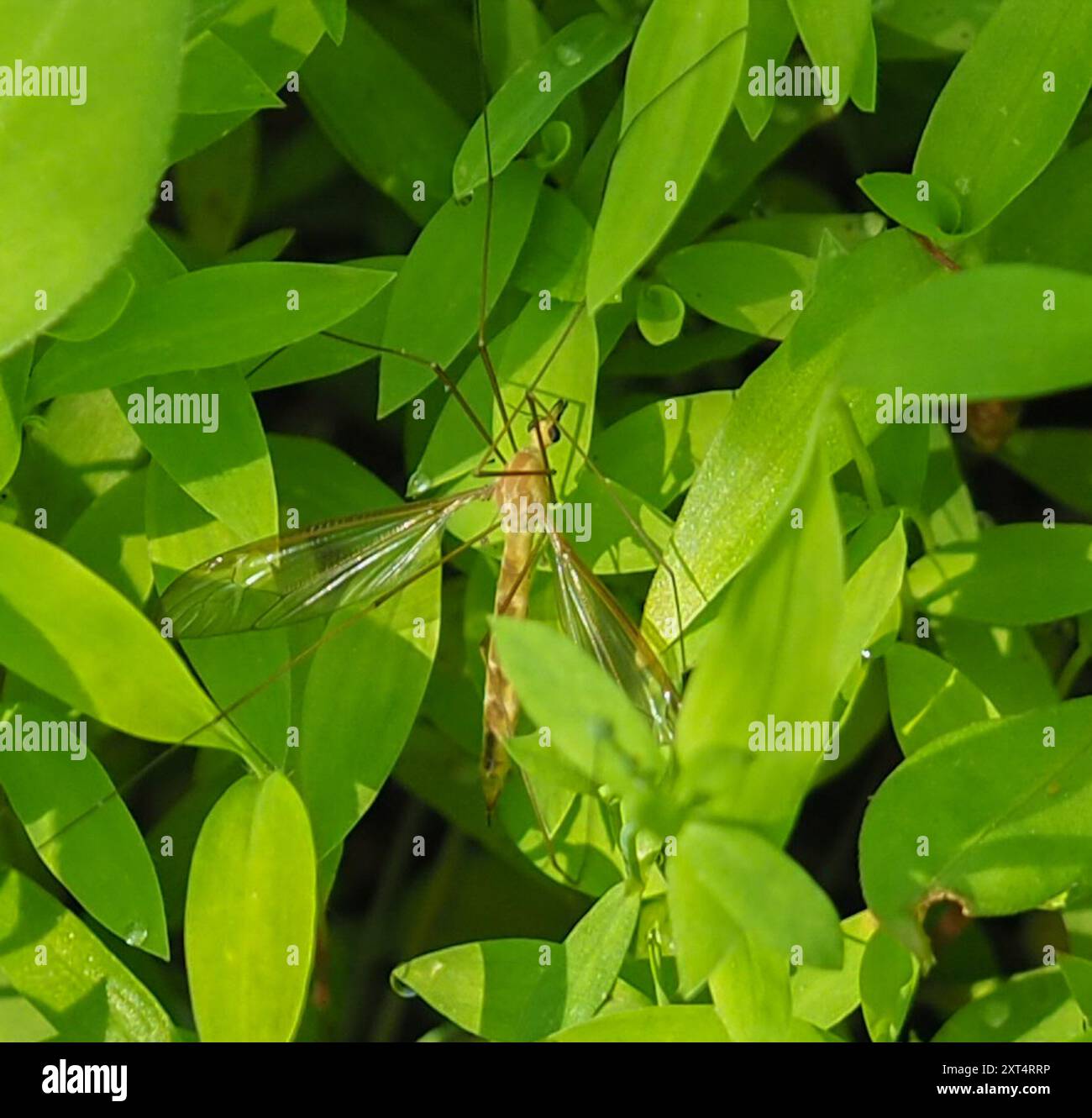Crane Flies (Tipulomorpha) Insecta Stock Photo - Alamy