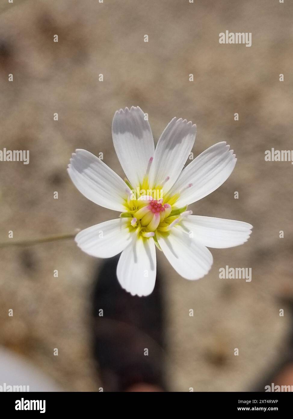 gravel ghost (Atrichoseris platyphylla) Plantae Stock Photo - Alamy