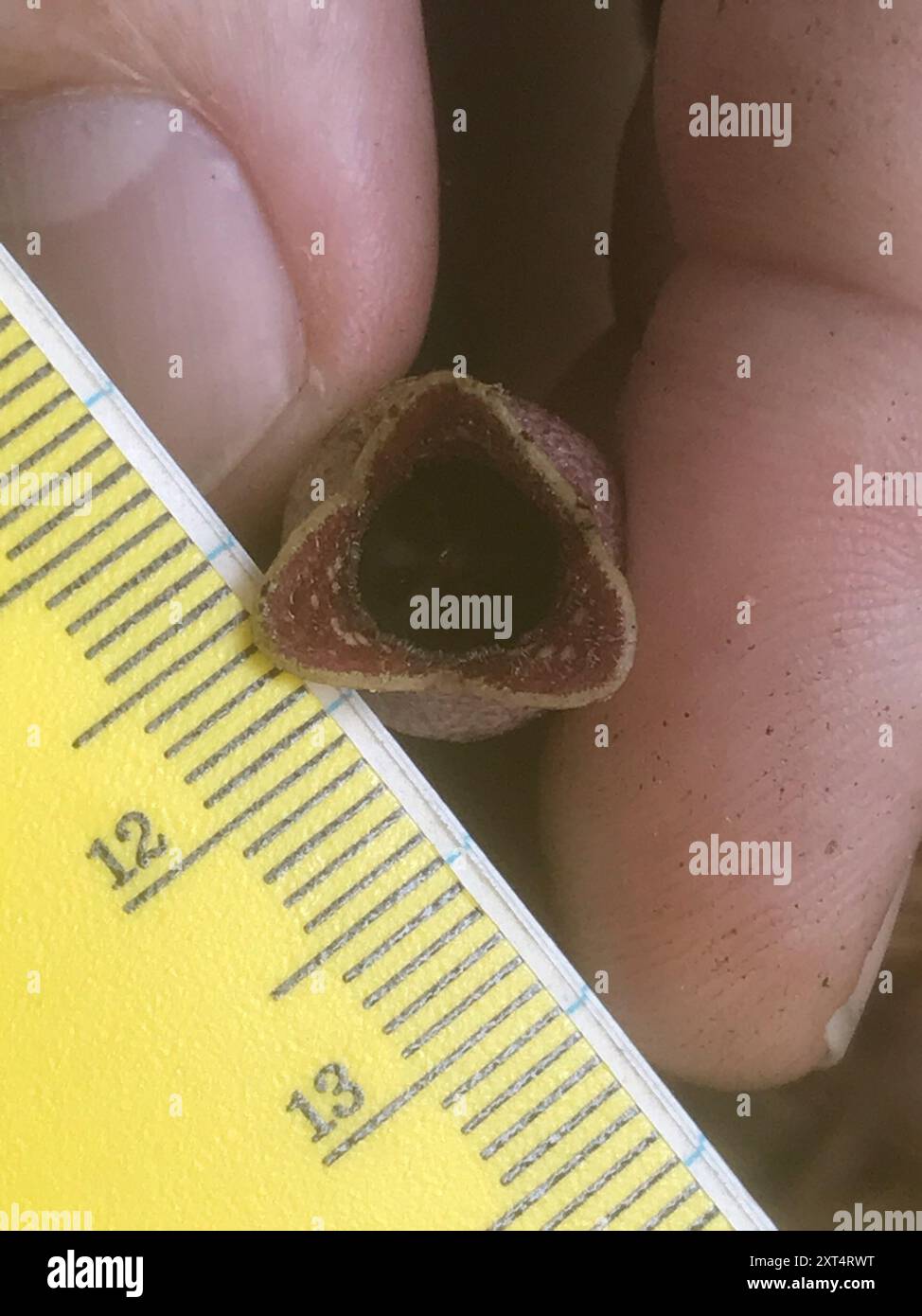 Virginia heartleaf (Asarum virginicum) Plantae Stock Photo - Alamy