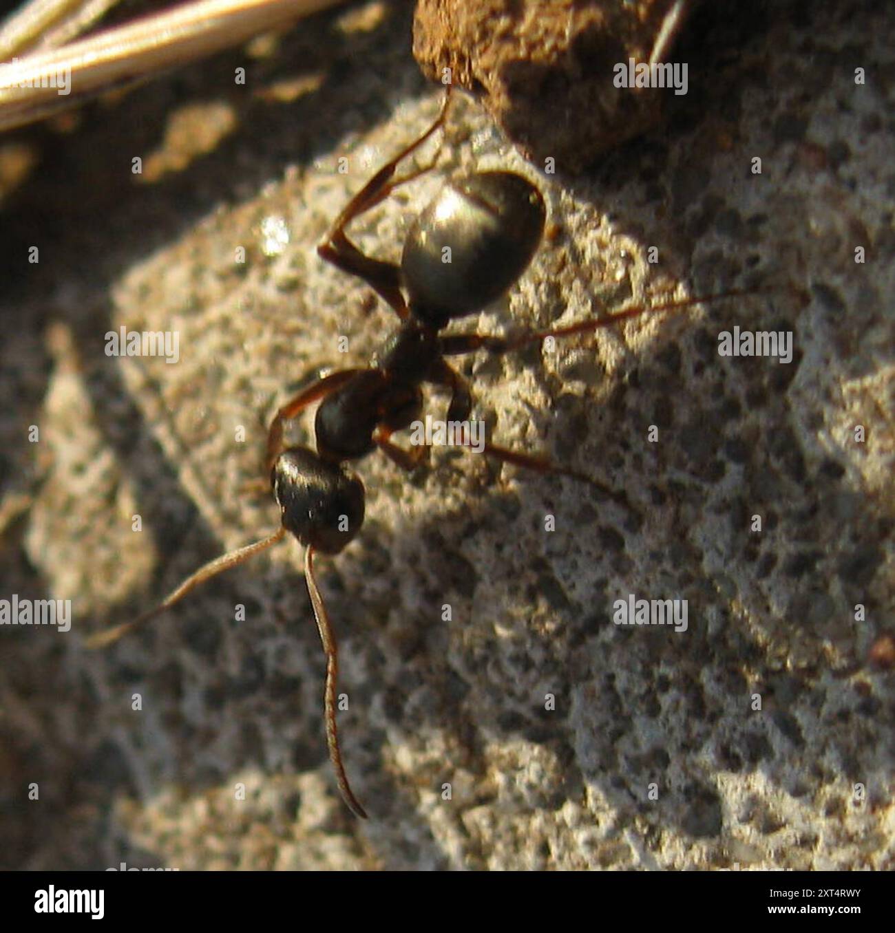 fusca-group Field Ants and Allies (Formica fusca) Insecta Stock Photo ...