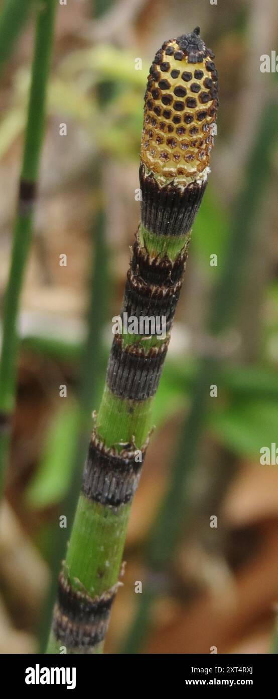 rough horsetail (Equisetum hyemale) Plantae Stock Photo - Alamy