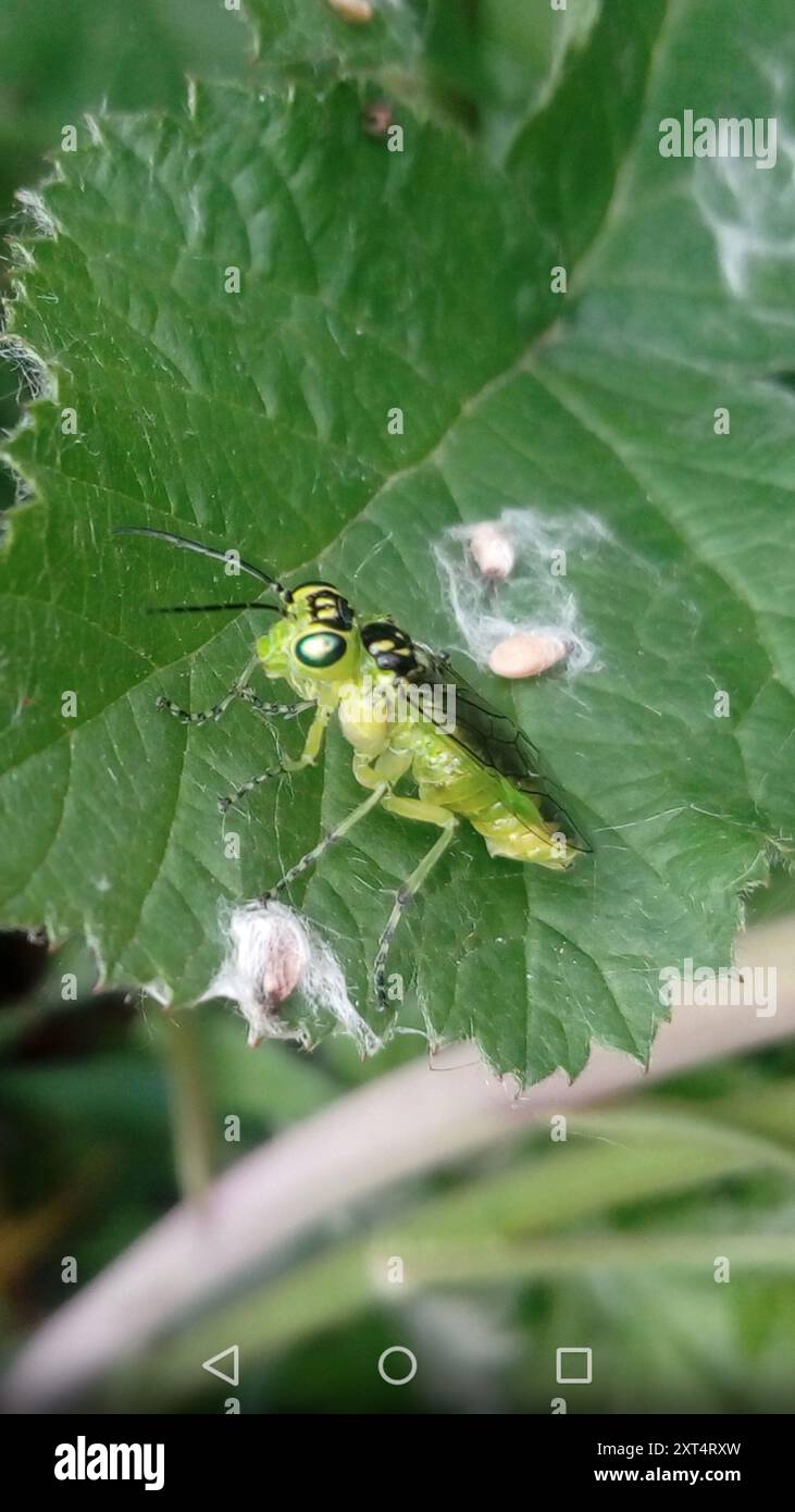Dark Rhogogaster (Rhogogaster viridis) Insecta Stock Photo - Alamy