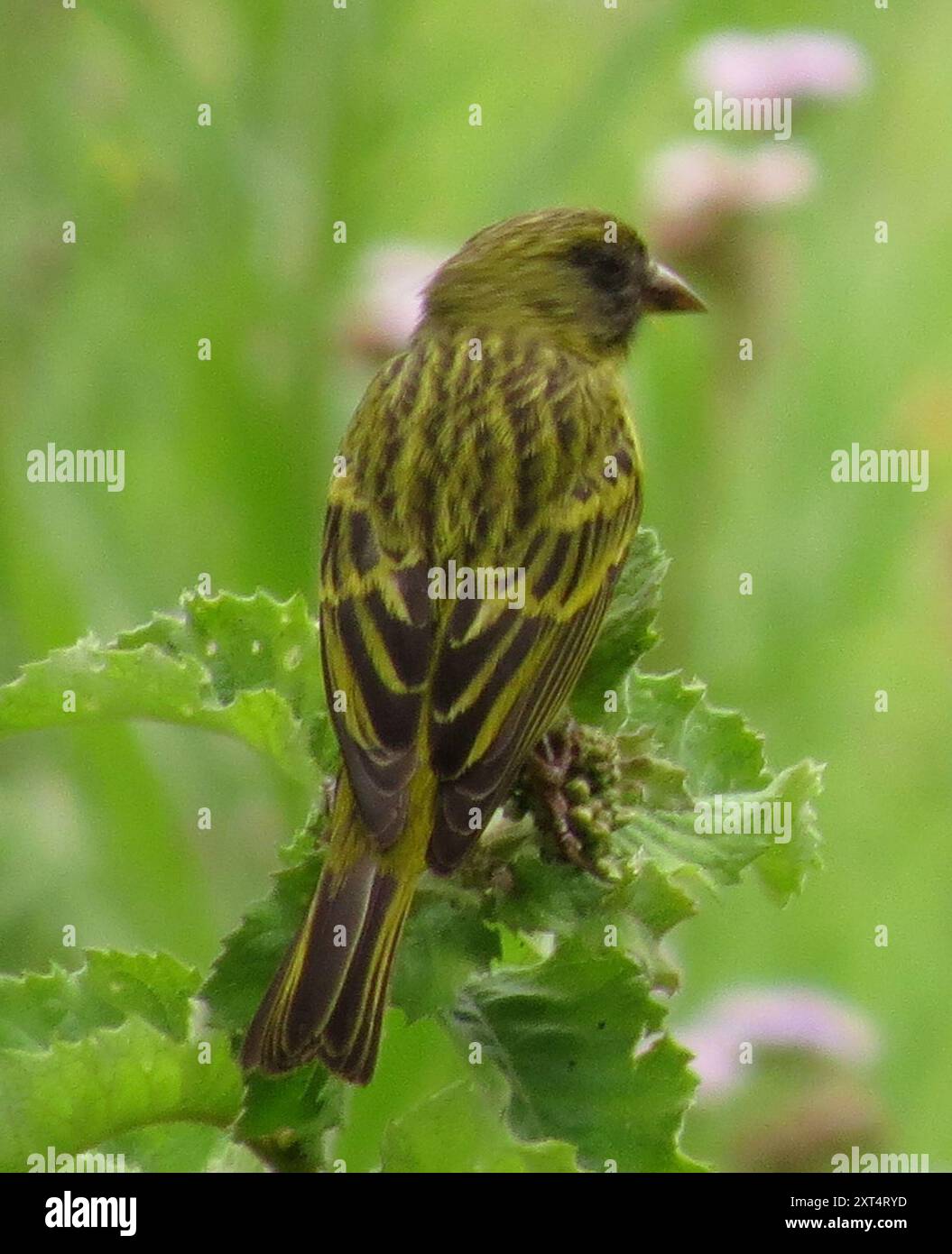 Southern Citril (Crithagra hyposticta) Aves Stock Photo - Alamy