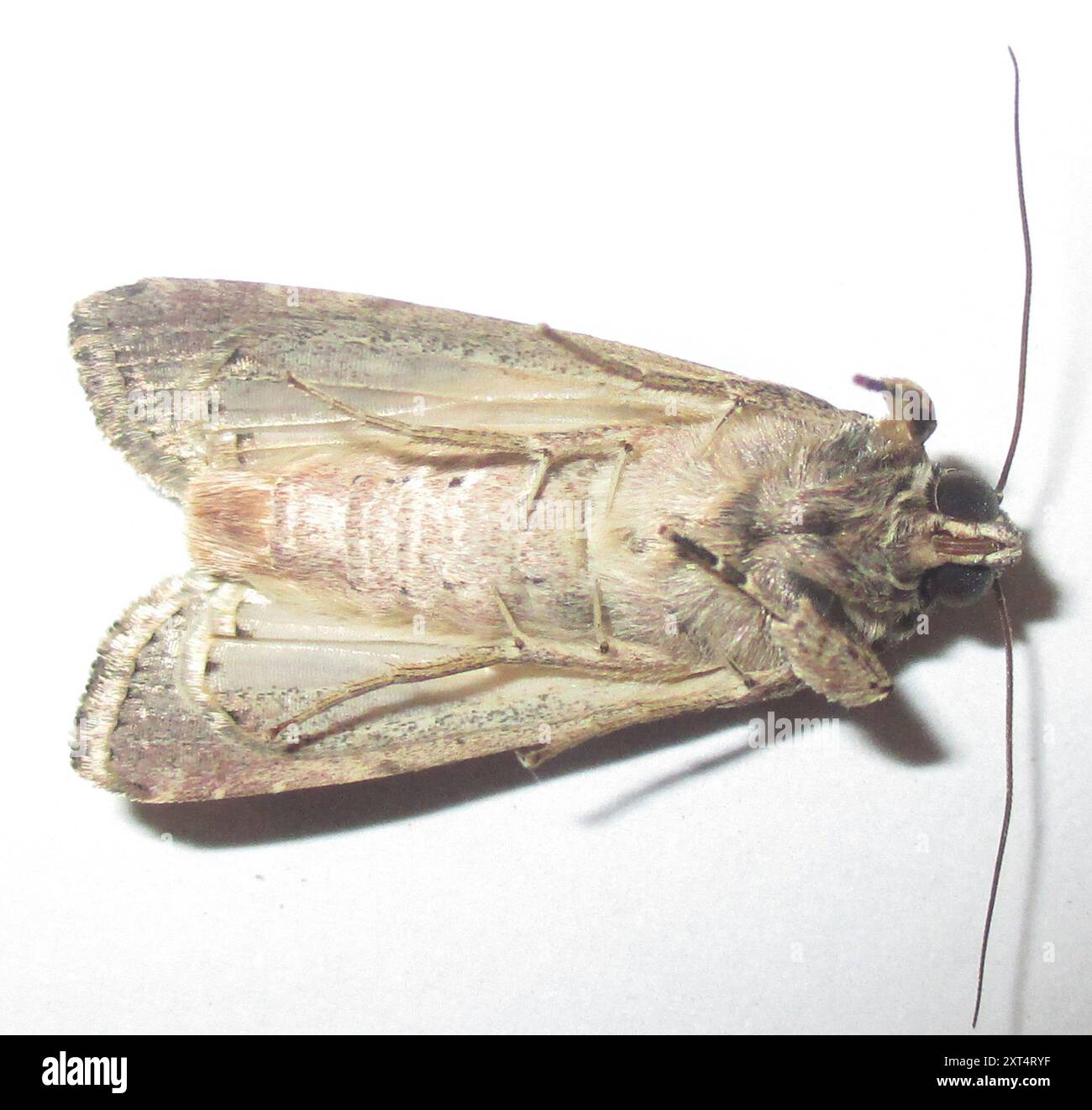 Fall Armyworm Moth (Spodoptera frugiperda) Insecta Stock Photo - Alamy