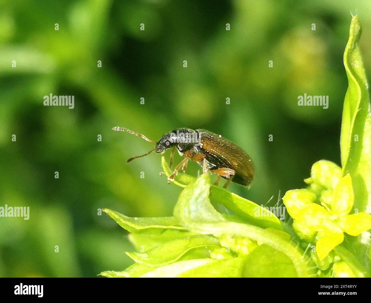 Brown Leaf Weevil (Phyllobius oblongus) Insecta Stock Photo - Alamy