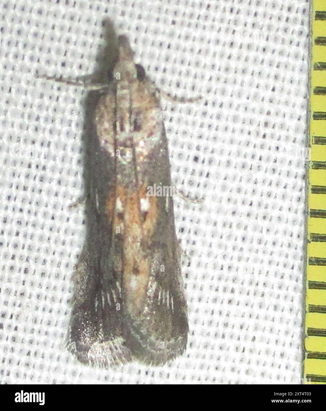 Knot-horn Moths (Phycitinae) Insecta Stock Photo - Alamy