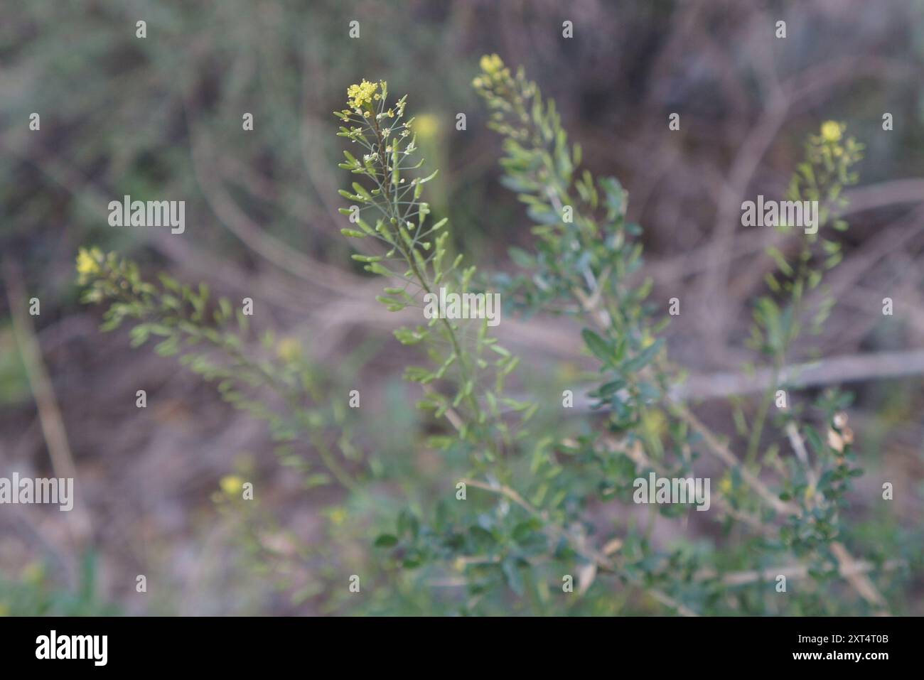 Western Tansymustard (Descurainia pinnata) Plantae Stock Photo - Alamy