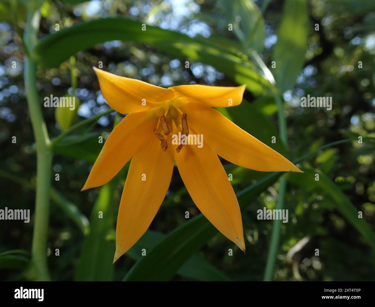 Yellow Flamelily (Gloriosa modesta) Plantae Stock Photo - Alamy