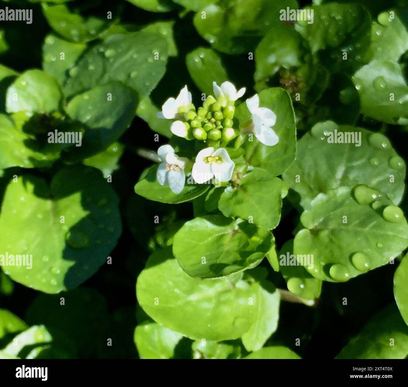 watercress (Nasturtium officinale) Plantae Stock Photo - Alamy