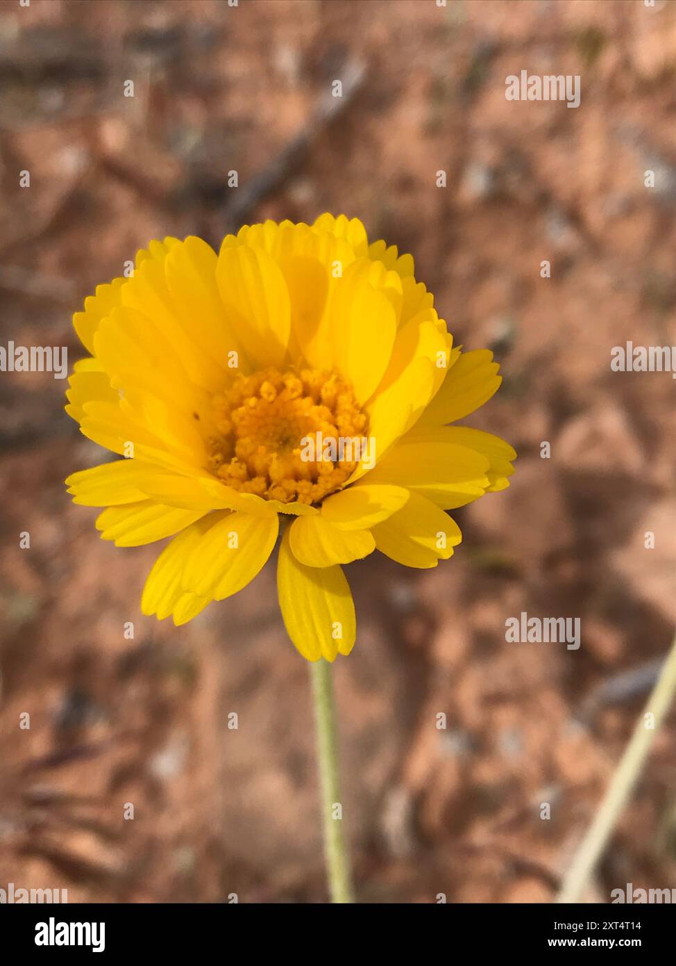 Desert Marigold (Baileya multiradiata) Plantae Stock Photo - Alamy