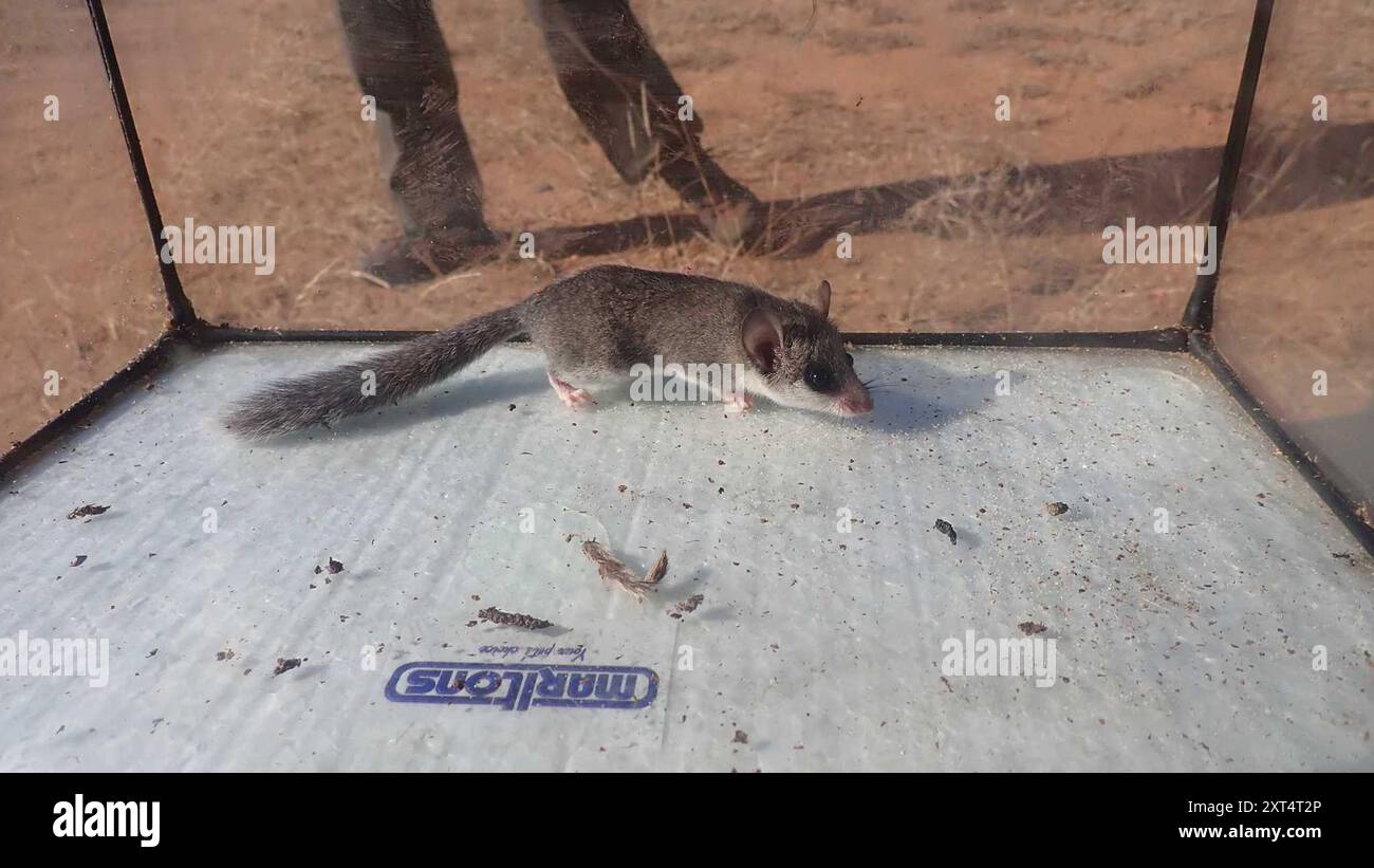 Woodland Dormouse (Graphiurus murinus) Mammalia Stock Photo - Alamy