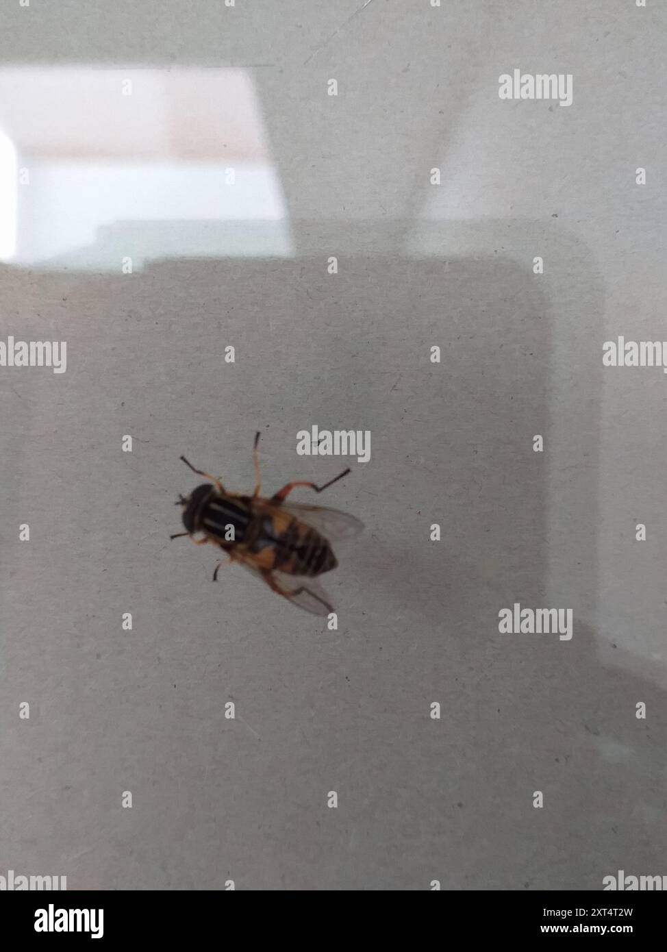 Sun Fly (Helophilus pendulus) Insecta Stock Photo - Alamy