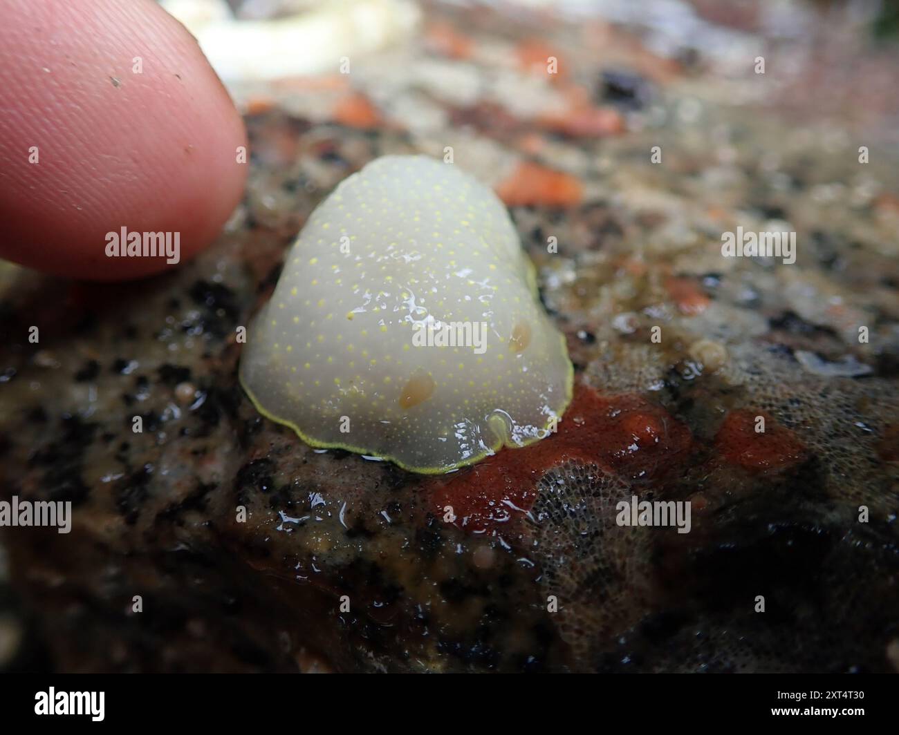 Yellow-edged Cadlina (Cadlina luteomarginata) Mollusca Stock Photo - Alamy