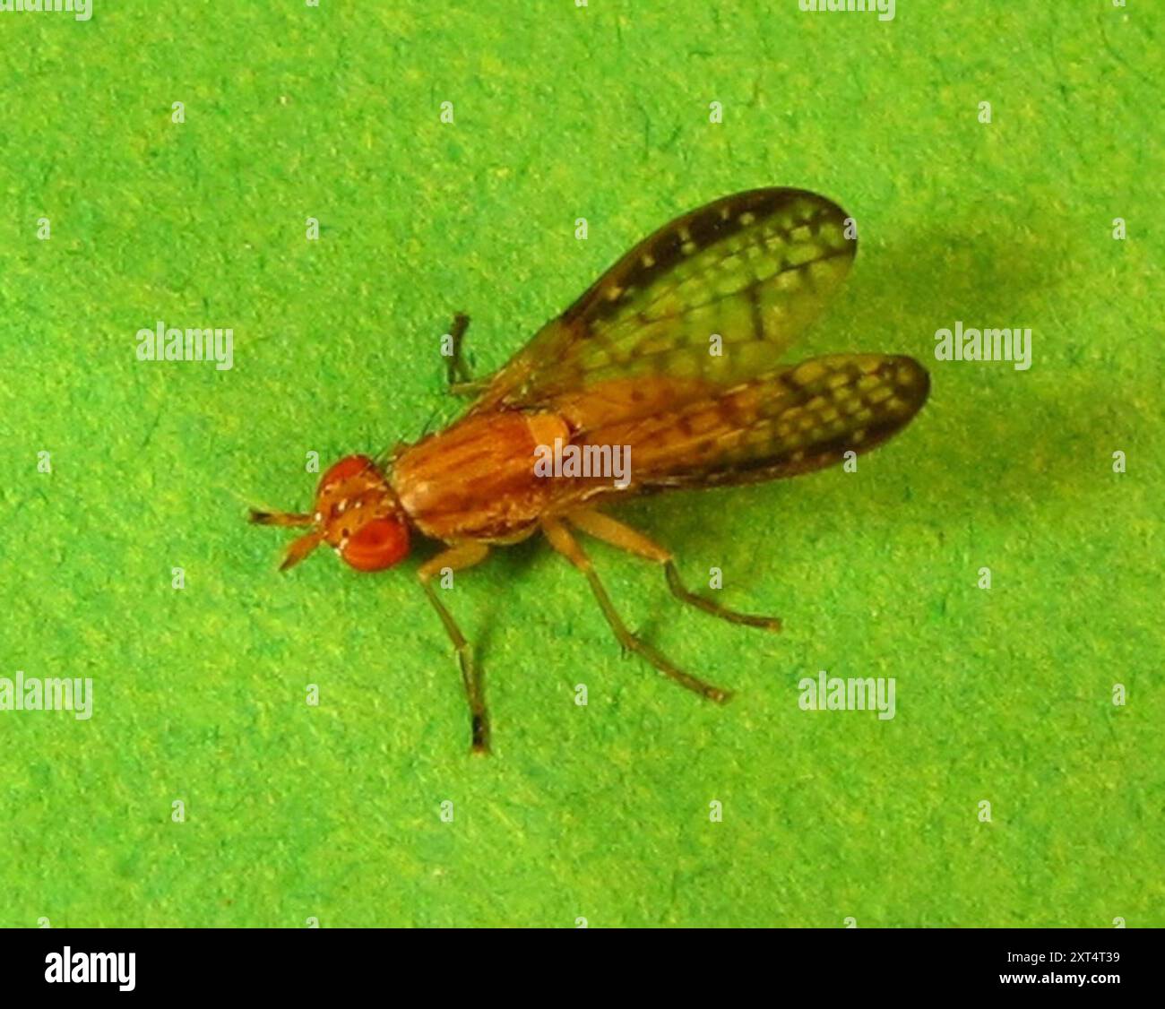 (Trypetoptera canadensis) Insecta Stock Photo - Alamy