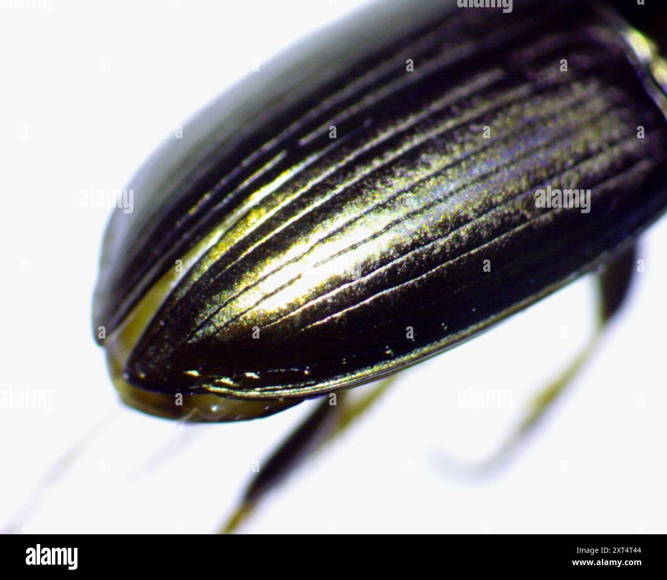 Sun Beetles (Amara) Insecta Stock Photo - Alamy